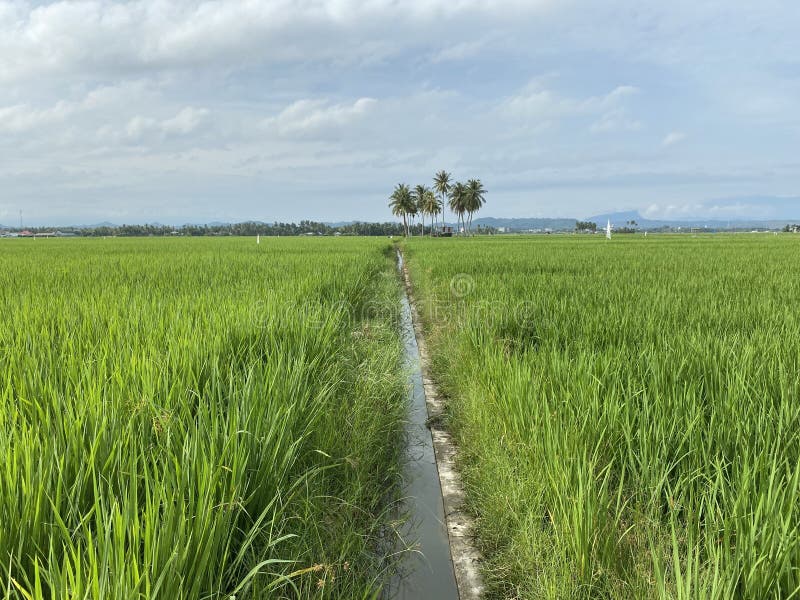 Beautiful rice field views stock photo. Image of green - 338301696
