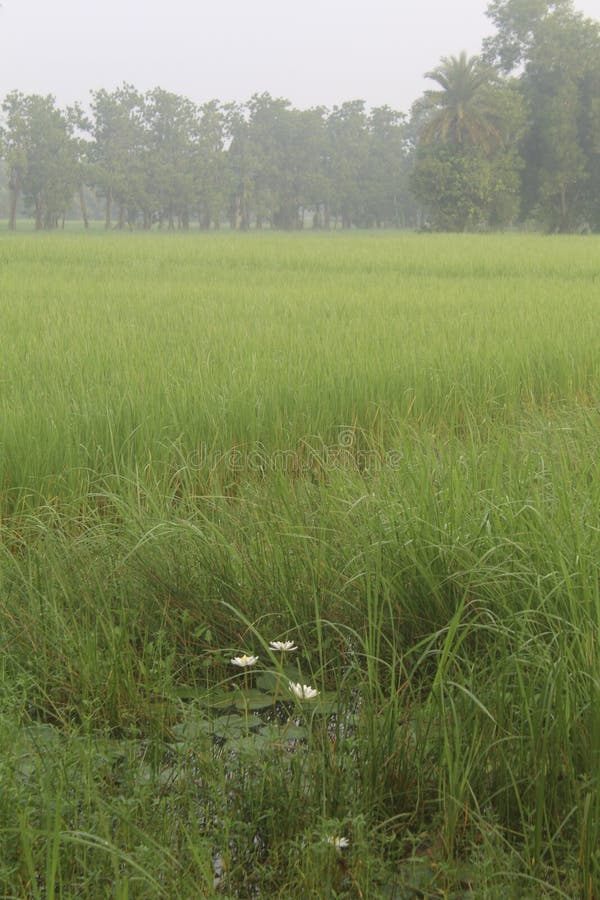 Beautiful Rice Field in Village Stock Photo - Image of rice, field ...
