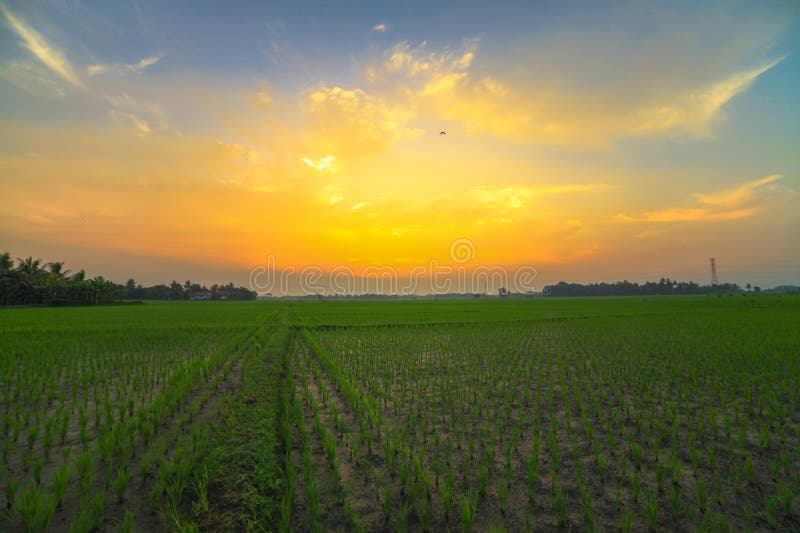 Beautiful rice fields stock photo. Image of farming - 324553628