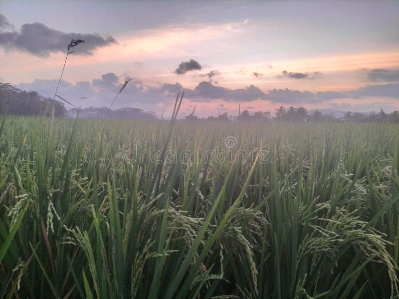 Beautiful rice fields stock image. Image of beautiful - 299146033