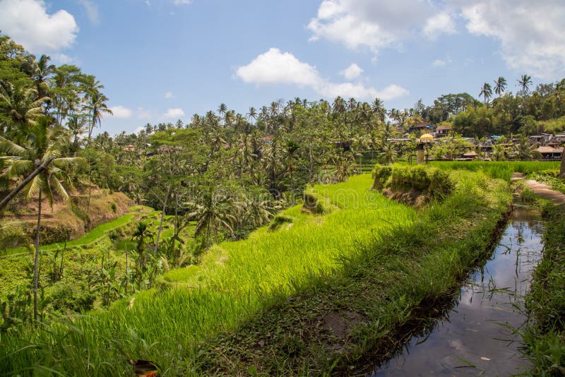 Rice fields in Bali stock photo. Image of island, rice - 182143218