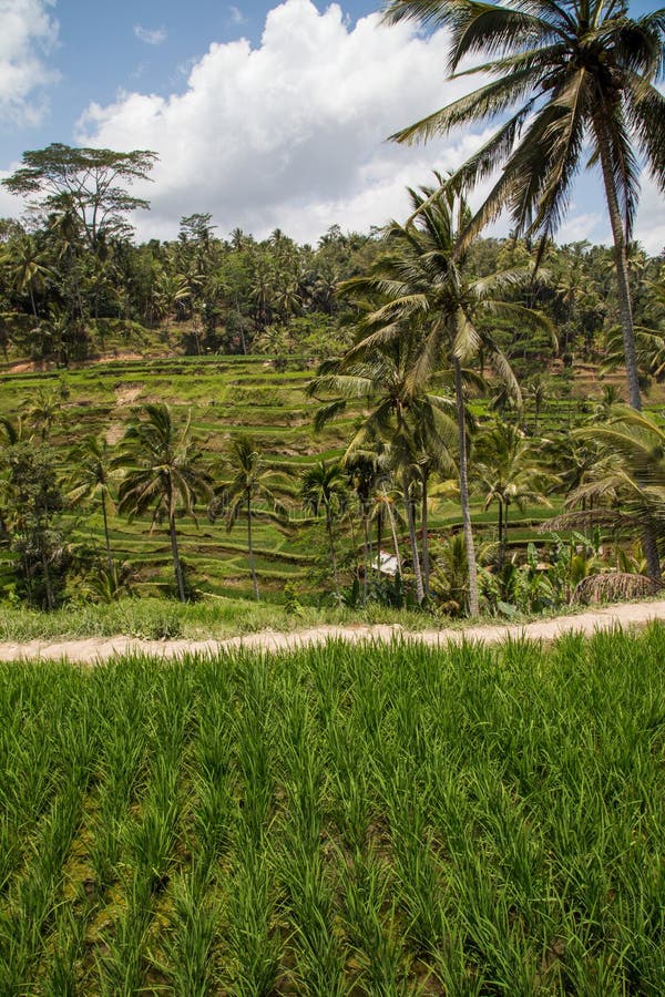 Rice fields in Bali stock image. Image of color, tropical - 182143909