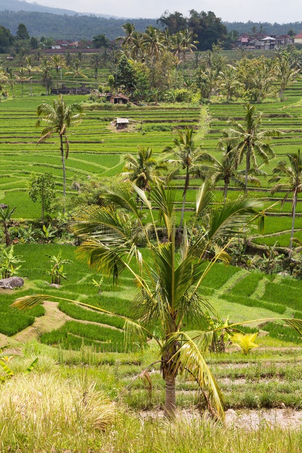Rice fields in Bali stock photo. Image of color, tree - 182197356