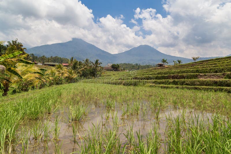 Rice fields in Bali stock image. Image of beautiful - 182197555