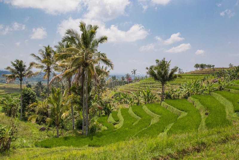 Rice fields in Bali stock photo. Image of asian, field - 182197594
