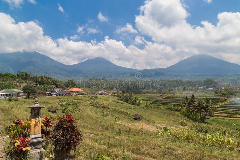 Rice fields in Bali stock image. Image of asian, tropical - 182197641