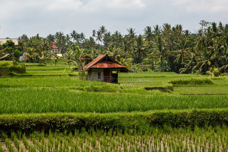 Beautiful Rice Fields in Bali, Indonesia Stock Image - Image of lime ...