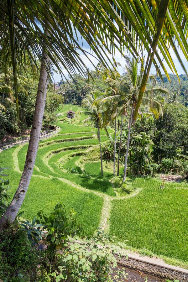 Rice fields in Bali stock image. Image of tropical, sunset - 182144377