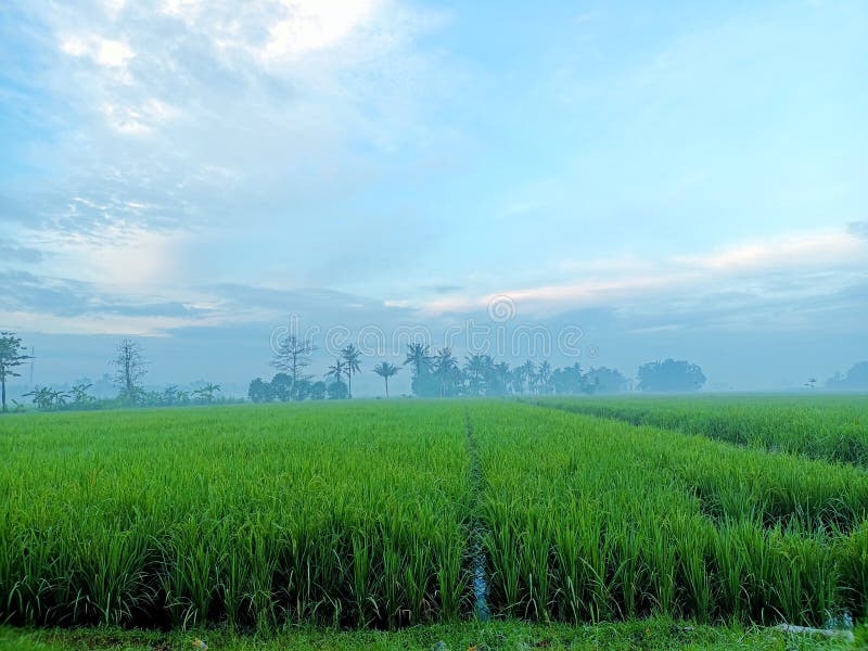 Beautiful Rice Fields and Cold Skiesï¿¼ Editorial Stock Image - Image ...
