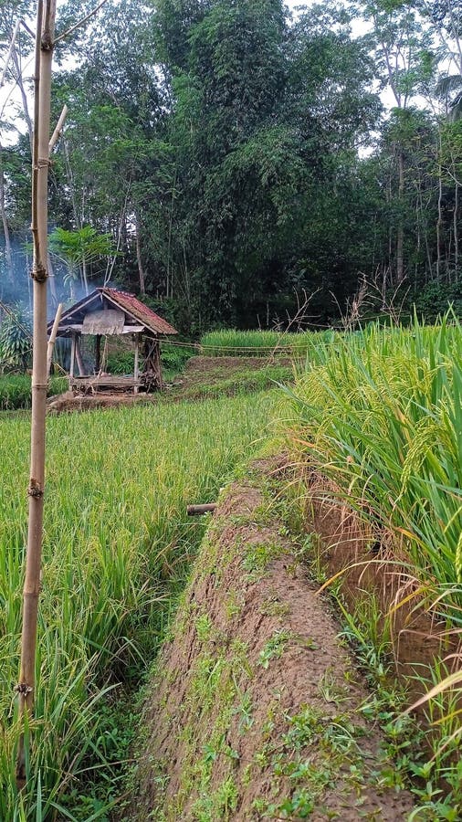 Beautiful Rice Fields Cool Refreshing Stock Photo - Image of green ...