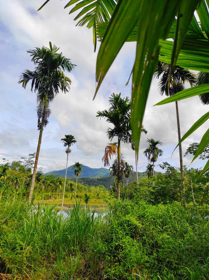 Beautiful Rice Fields and Fish Ponds Stock Photo - Image of field ...