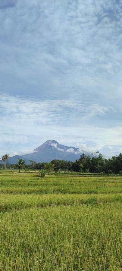Beautiful Rice Fields Growing Up in Countrysid Stock Photo - Image of ...
