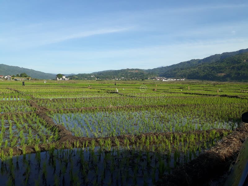 Beautiful Rice Fields in the Hills Stock Image - Image of meadow ...
