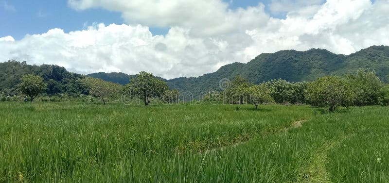 Beautiful Rice Fields on the Hills Stock Image - Image of cloud ...