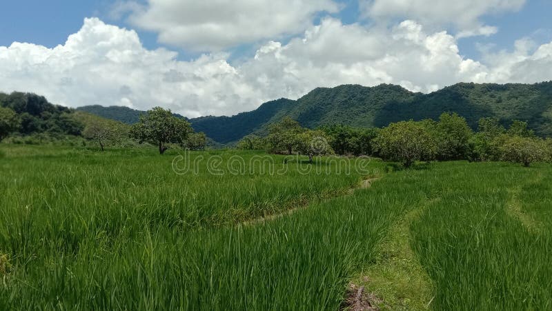 Beautiful Rice Fields on the Hills Stock Image - Image of plain, green ...