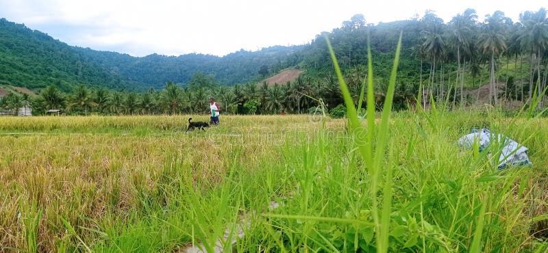 Beautiful Rice Fields in Indonesia & X28;asia& X29; Editorial ...