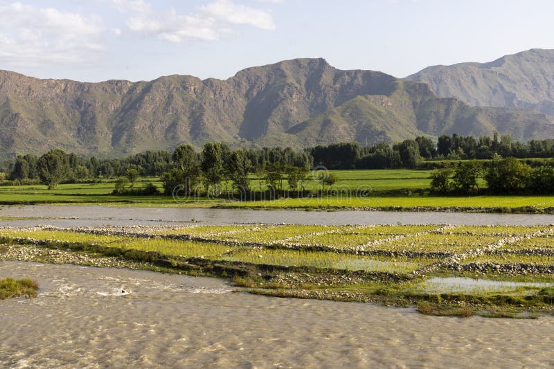 Beautiful Rice Fields Landscape View after Rain in the Valley Stock ...