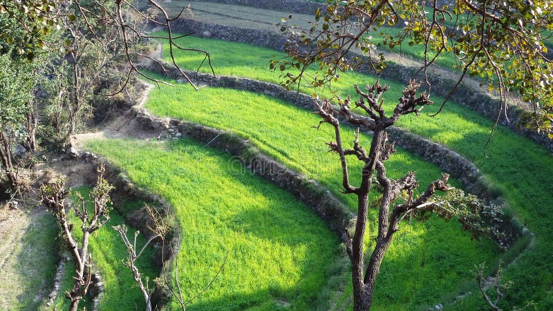 Step Farming and Houses in a Village in a Hilly Region, India Stock ...