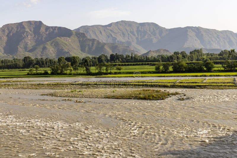 266 Rice Crop Pakistan Stock Photos - Free & Royalty-Free Stock Photos ...