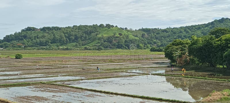 The Beautiful Rice Fields of Pampanga in the Philippines Stock Photo ...