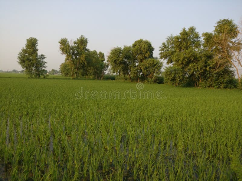 Fields of Pakistan stock image. Image of pakistan, view - 231381329