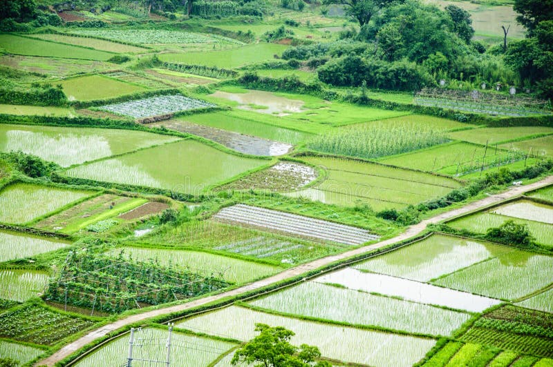 Beautiful Rice Fields Scenery in Spring Stock Image - Image of china ...