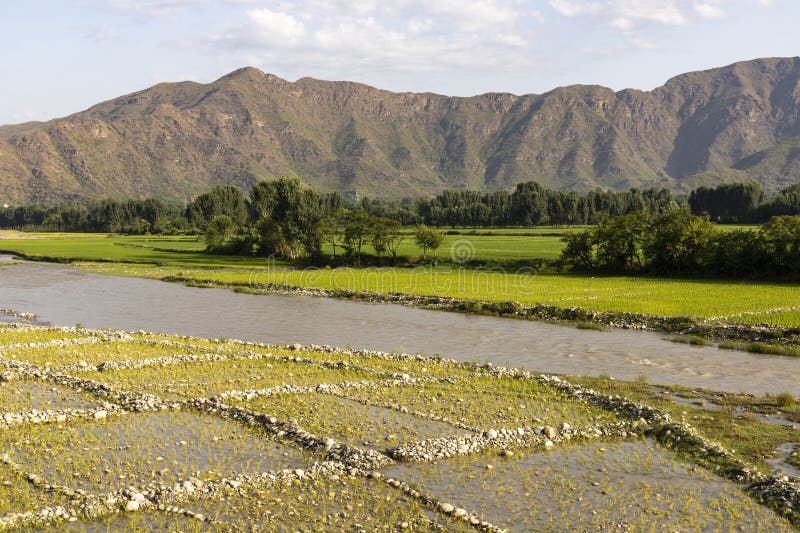 Beautiful Rice Fields of Swat Valley in the Morning Stock Photo - Image ...
