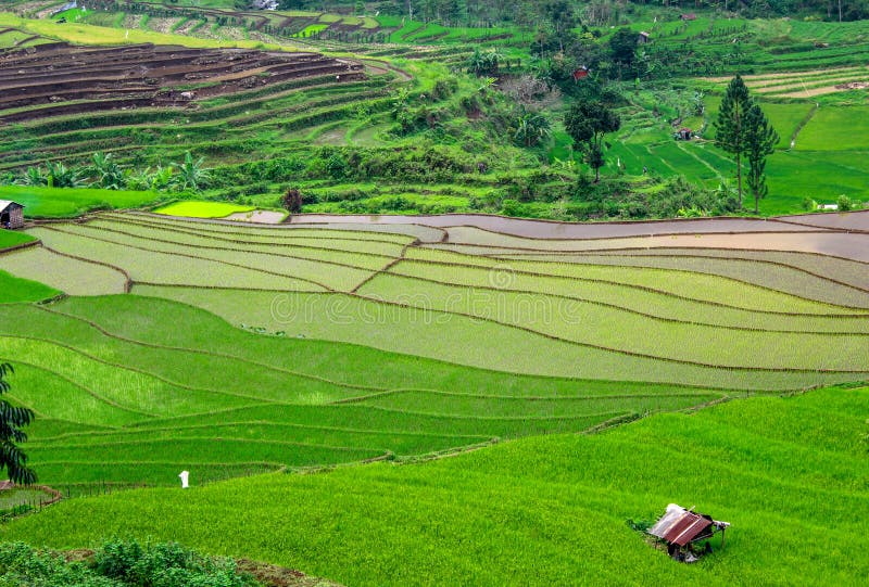 Beautiful Rice Fields, Tegal Regency, Indonesia. Stock Photo - Image of ...