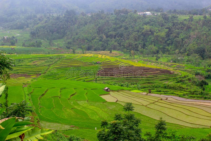Beautiful Rice Fields, Tegal Regency, Indonesia. Stock Image - Image of ...