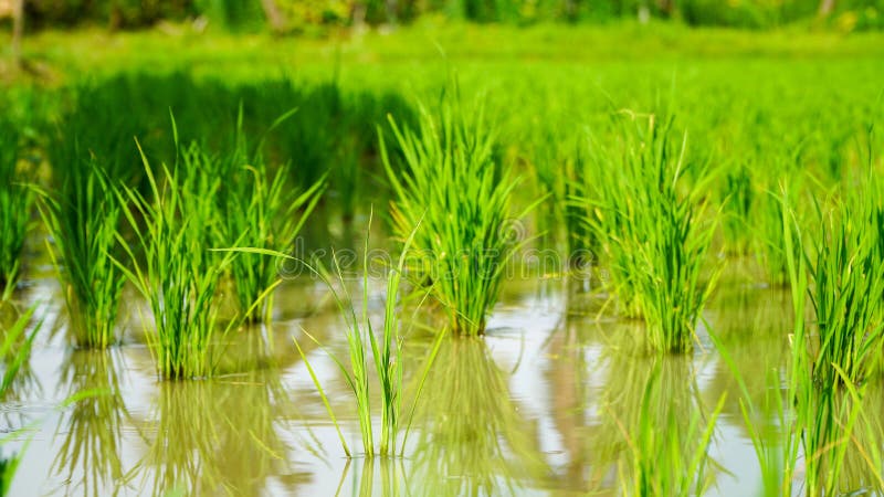Beautiful Rice Fields in Thailand Stock Photo - Image of occupation ...
