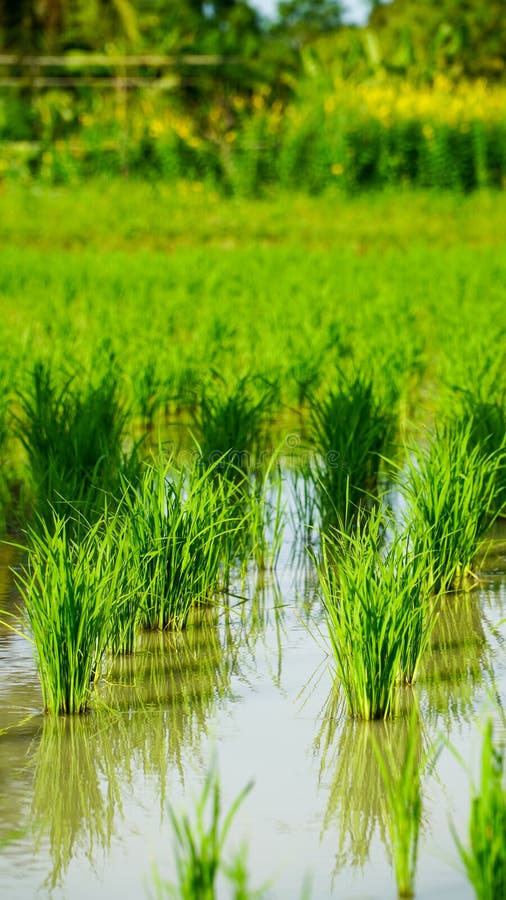Beautiful Rice Fields in Thailand Stock Photo - Image of occupation ...