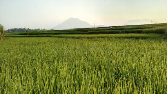 Beautiful Rice Fields and View Mountain Stock Image - Image of view ...