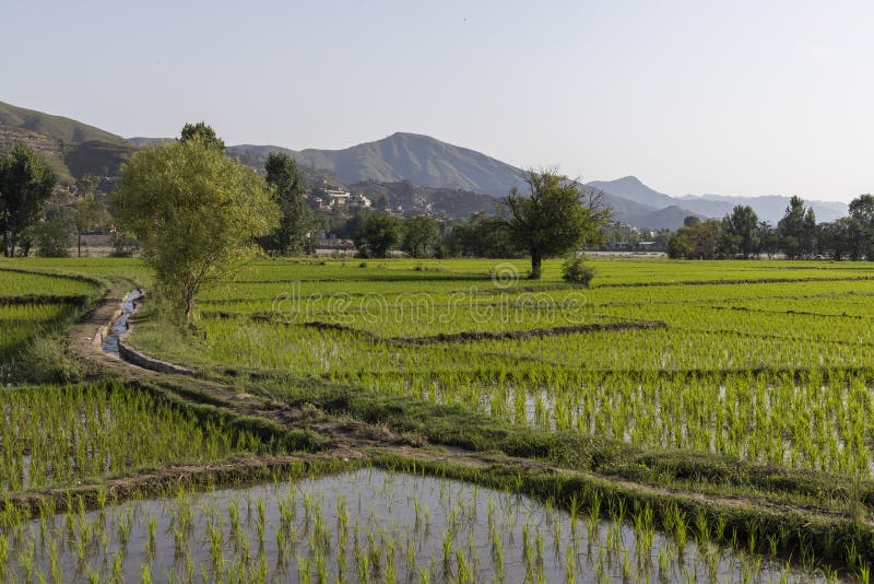 Beautiful Rice Fields in a Village in Pakistan Stock Image - Image of ...