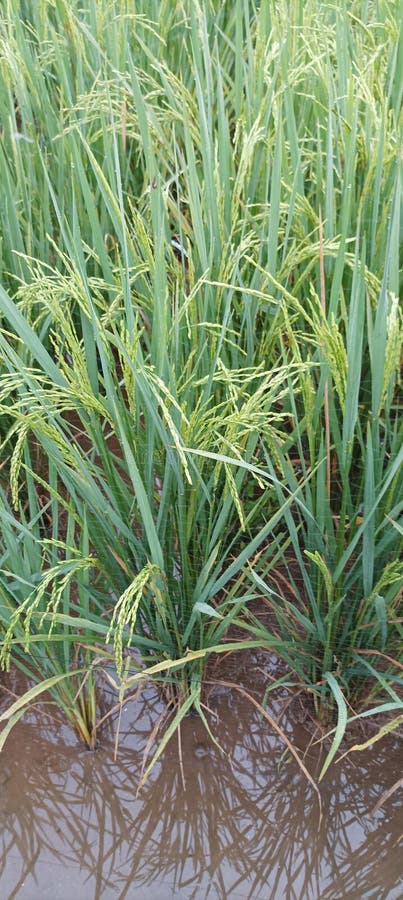 Beautiful Rice Fields Waiting for the Rice To Ripen Stock Image - Image ...