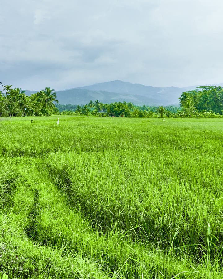 Beautiful Rice Fields. West Sumatra, Indonesia. Stock Image - Image of ...