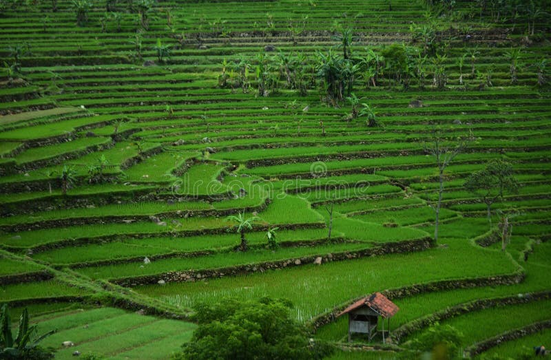 Beautiful Rice Garden in the Mount Stock Image - Image of beautiful ...
