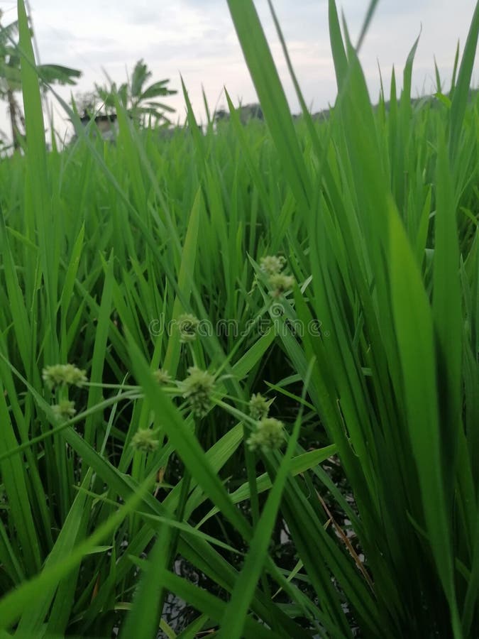 Beautiful Rice Leaves in the Morning with Dew Dripping are Very ...