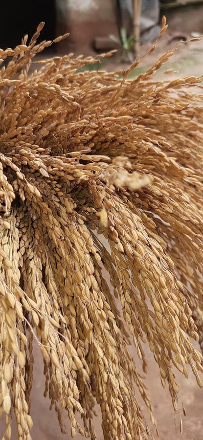 Beautiful Rice Nature Images.hd Stock Photo - Image of beautiful, rice ...