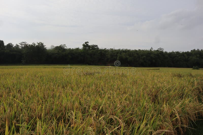 Beautiful Rice Paddies and Ready To Harvest Stock Image - Image of ...