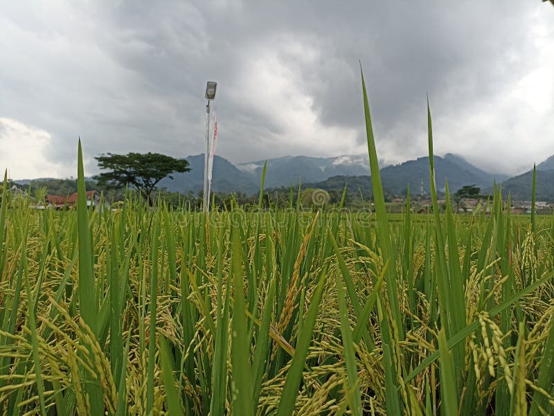 The Beautiful Rice Paddies Under the Mountain Feet Stock Image - Image ...