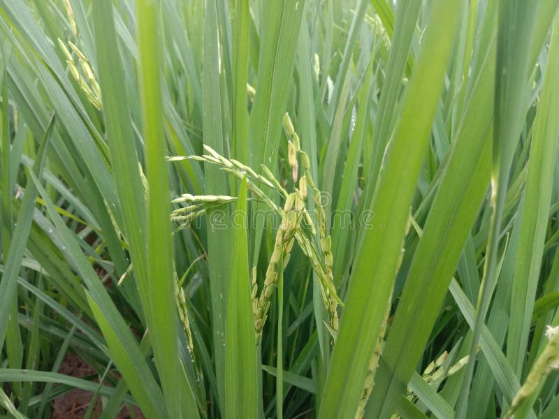 Beautiful Rice Plant that Just Bloomed Slightly Curved in the Rice ...