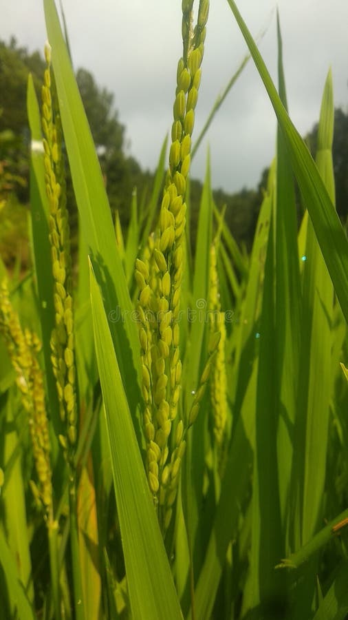 Beautiful rice plants stock photo. Image of plants, green - 295670308