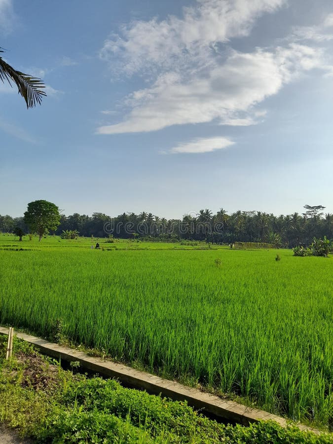 Beautiful rice scenary stock photo. Image of rice, scenary - 340102084