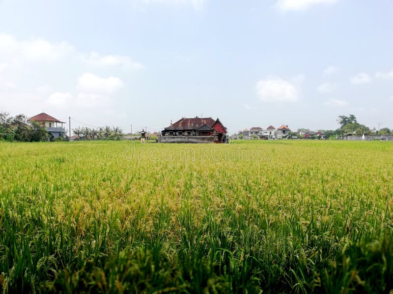 Beautiful Rice Terrace in Bali - Indonesia Stock Photo - Image of green ...