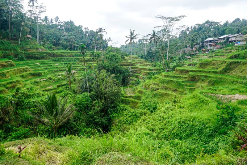 Beautiful Rice Terraces in Bali Island Stock Image - Image of beautiful ...