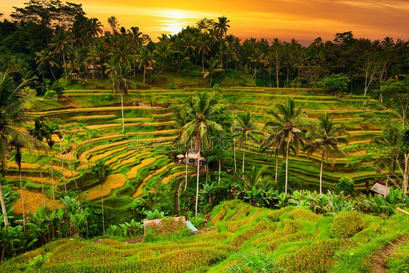 Beautiful Rice Terraces at Tegalalang Village, Ubud, Bali. Stock Photo ...