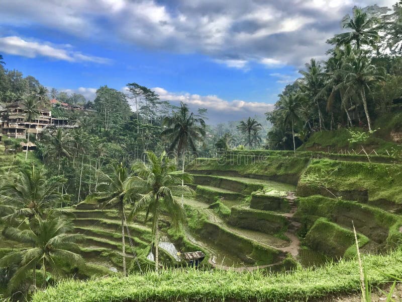 Rice Terraces stock image. Image of view, bali, rice - 132636341