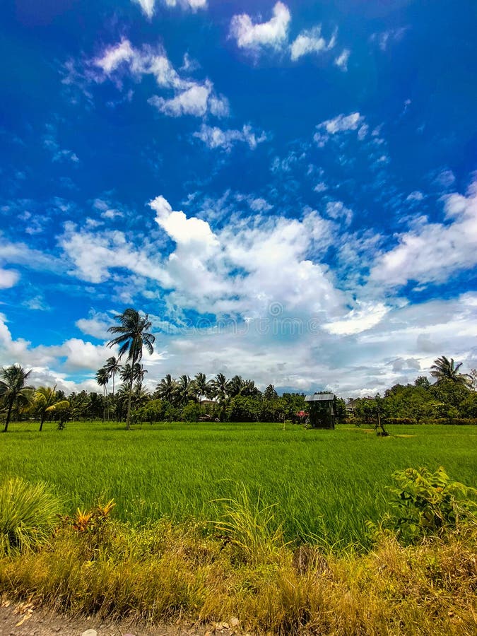 Beautiful Ricefield Scenery Somewhere in Indonesia Stock Photo - Image ...