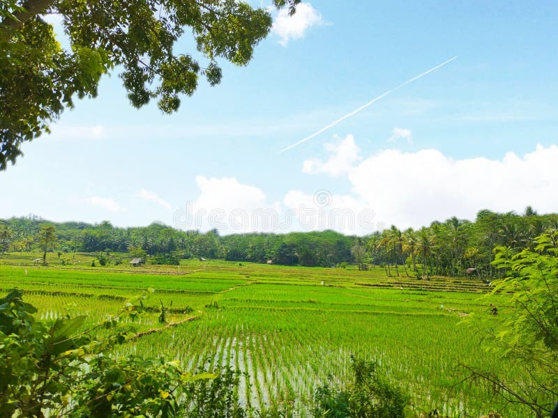 Beautiful Rice Fields with Clear Skies Stock Photo - Image of beautiful ...