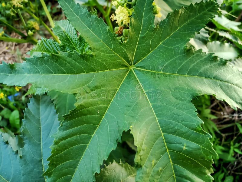 Beautiful Ricinus Communis Plant Image Stock Image - Image of leaf ...